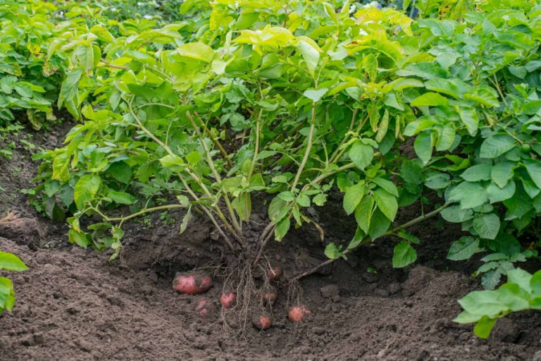 How To Grow And Harvest Red Potatoes In Your Garden?